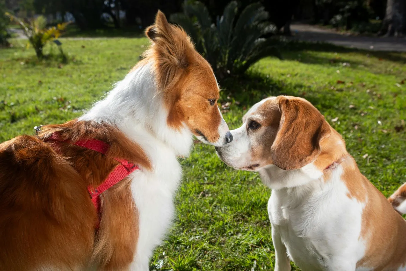 ¿Cuál es el promedio de vida del perro? | Musky